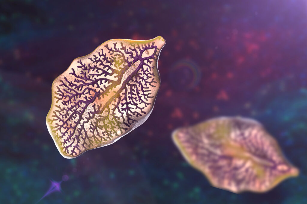 Liver Flukes in Goats: Parasites With a History - Goat Journal